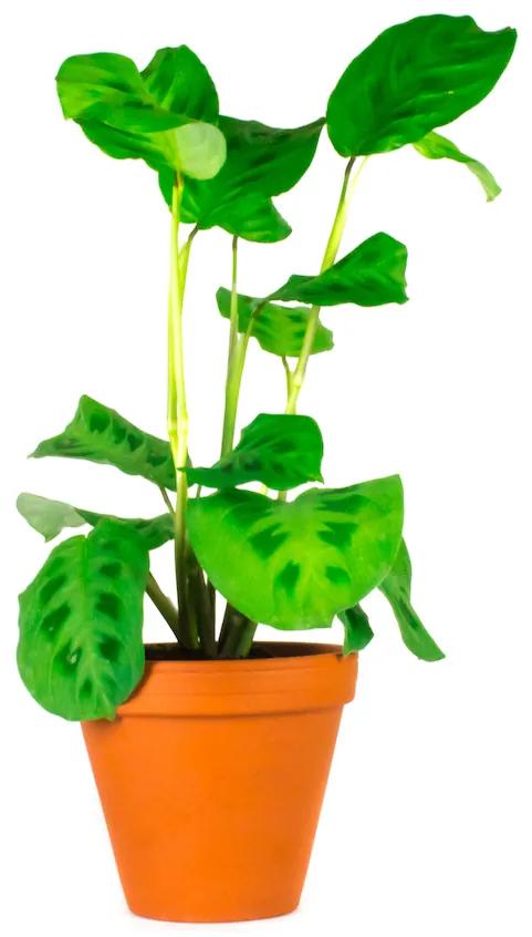 Pokojová rostlina Marantha leuconeura Kerchoveana, průměr 12 cm