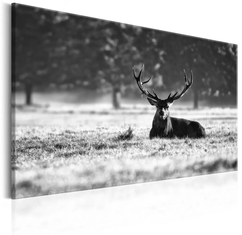 Obraz - Lying Deer