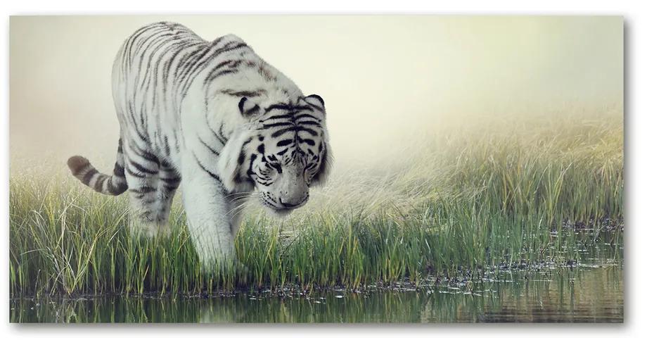 Wallmuralia Foto obraz akrylové sklo Bílý tygr 100x50 cm