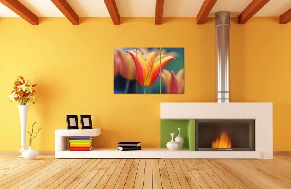 Vícedílný obraz tulipán Velikost (šířka x výška): 120x80 cm