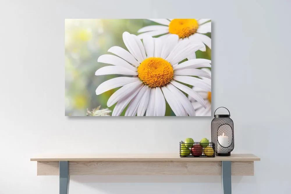 Obraz květiny heřmánku Varianta: 120x80