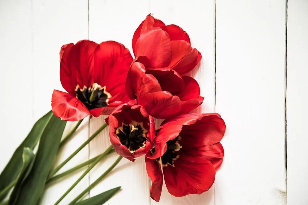 Samolepící fototapeta rozkvetlé červené tulipány - 150x100 cm