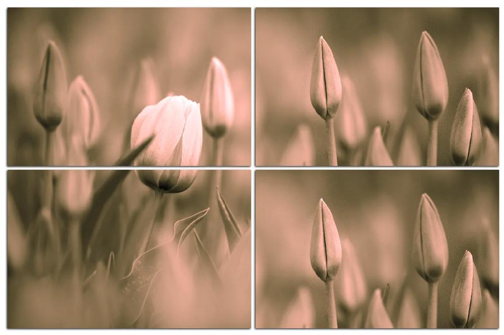 Obraz na plátně - Tulipán kvetoucí 101FE (150x100 cm)