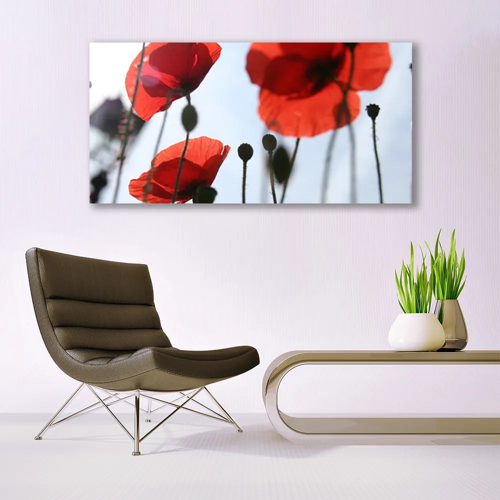 akrylový obraz Máky Rostlina 120x60 cm