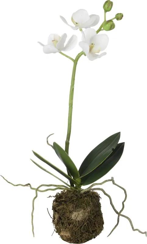Střední orchidej s kořenovým balem FLORA, bílá