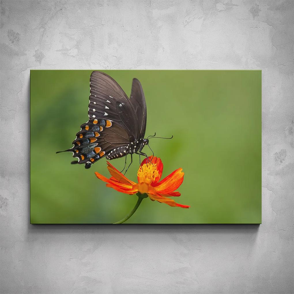 Obraz - Černý motýl - PopyDesign