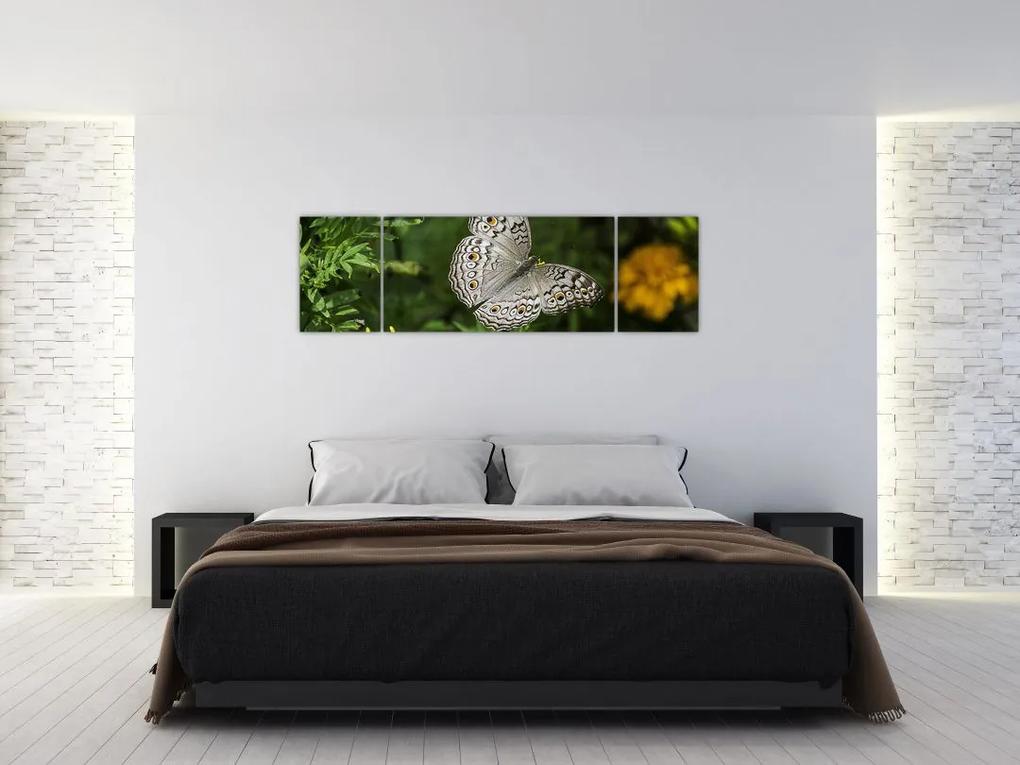 Obraz - bílý motýl (170x50 cm)