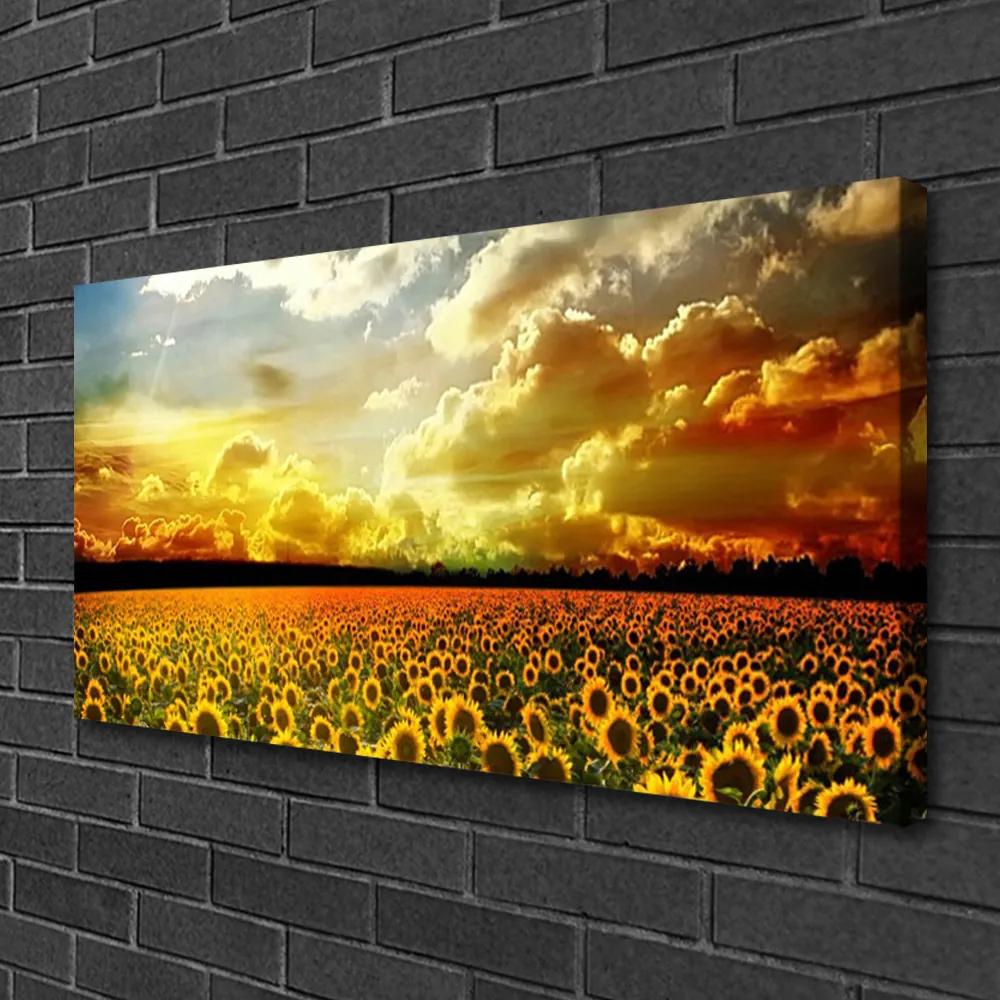 Obraz na plátně Pole Slunečnic Krajina 120x60 cm