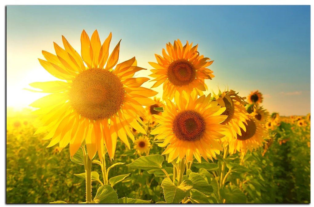 Obraz na plátně - Slunečnice v létě 1145A (75x50 cm)