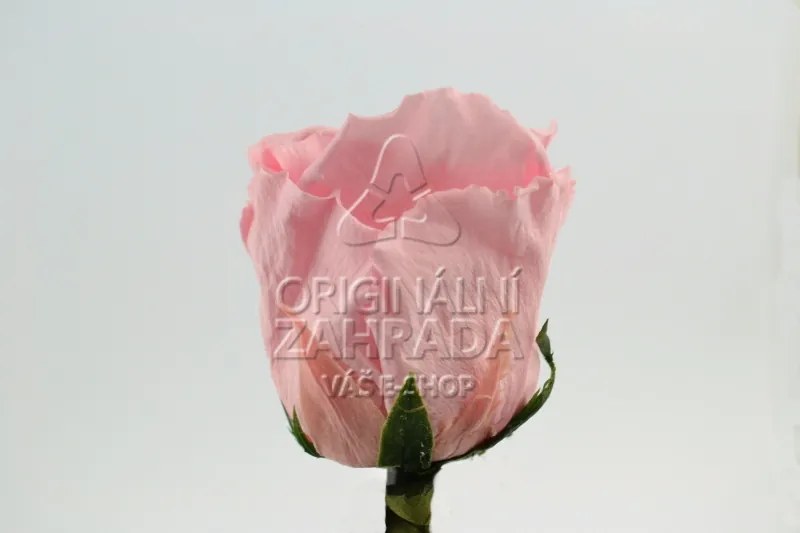 Dárková stabilizovaná růže - světle růžová