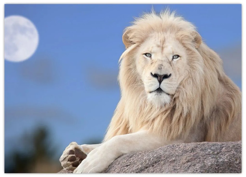 Obraz - Bílý lev (70x50 cm)