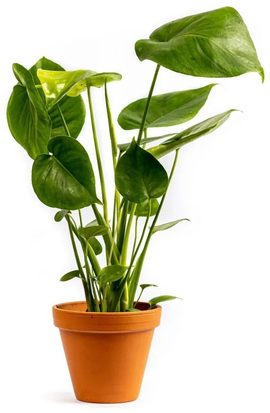 Gardners Monstera deliciosa, průměr 12 cm