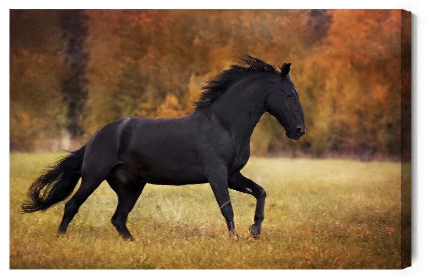 Obraz Černý Kůň Na Mýtině Nedostatek Nedostatek Přírodní plátno 90x60