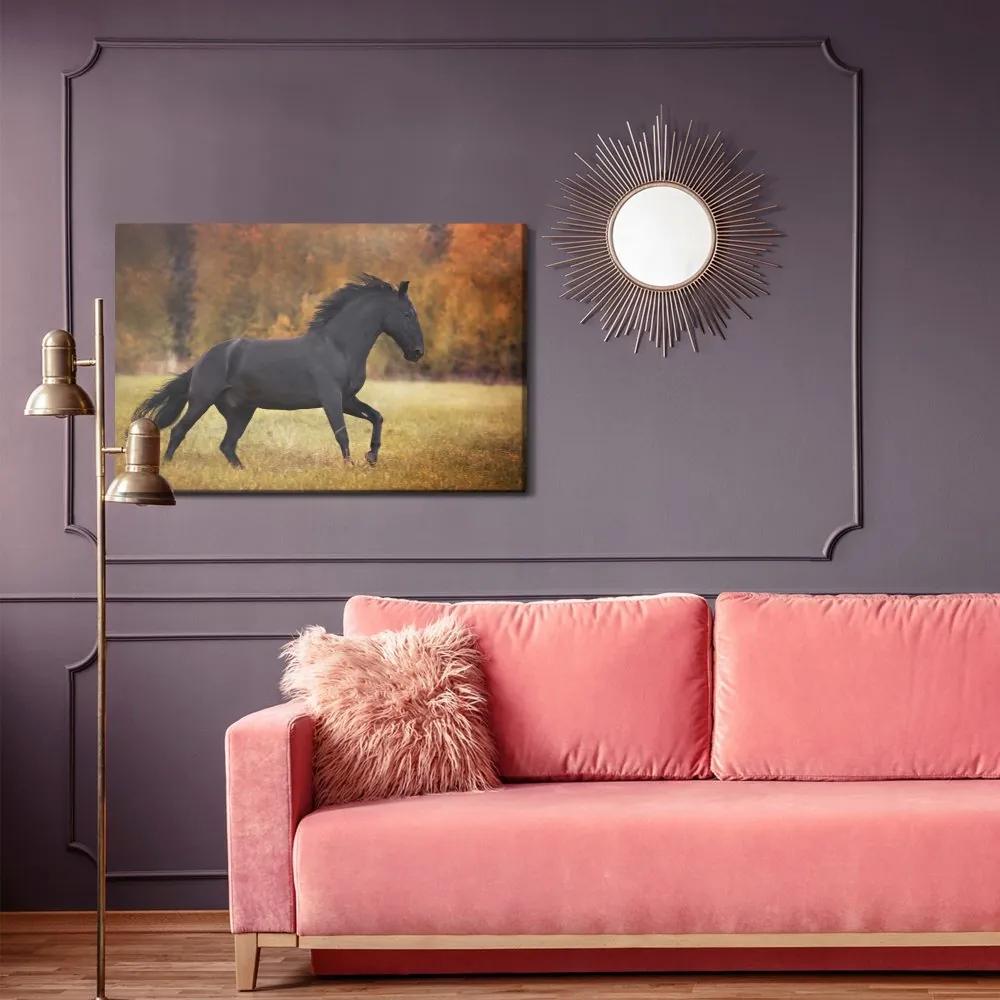 Obraz Černý Kůň Na Mýtině Nedostatek Nedostatek Plátno Canvas 40x30