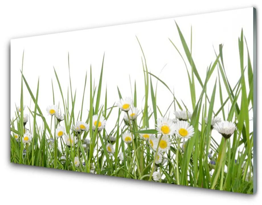 Obraz na skle Tráva Sedmikrásky Příroda 125x50 cm