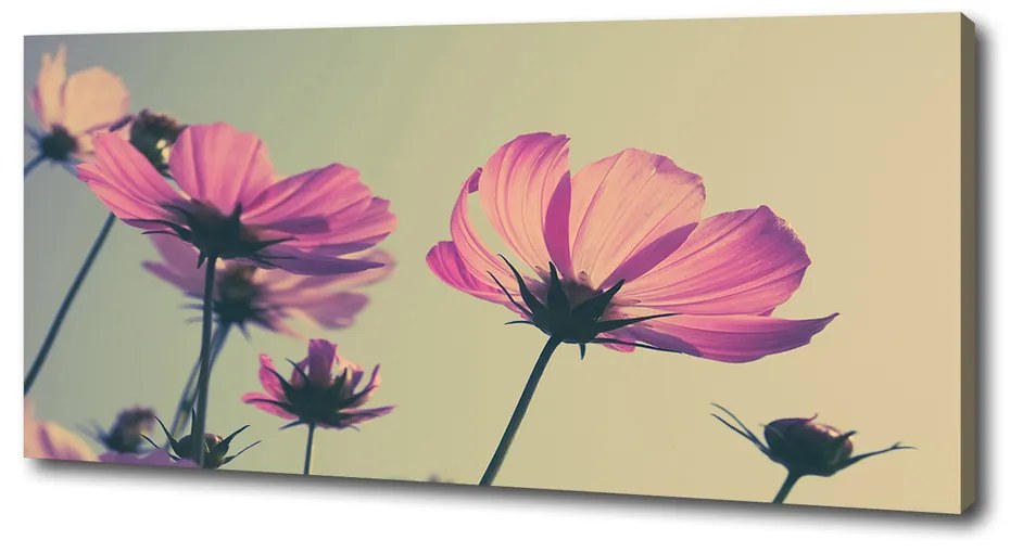 Wallmuralia Foto obraz canvas Růžové květiny 125x50 cm