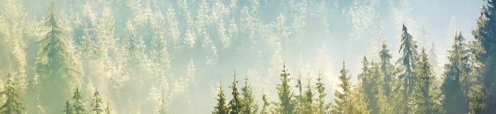 DIMEX | Fototapeta do kuchyně Mlha nad lesem KI-260-141 | 260 x 60 cm | zelená, šedá