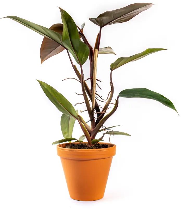 Pokojová rostlina Philodendron Mandaianum, průměr 14 cm