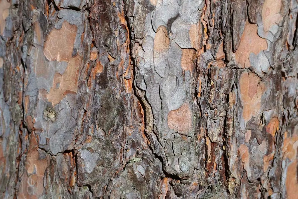 DIMEX | Samolepicí vliesová fototapeta na zeď Textura kůry borovice MA-5-2342 | 375 x 250 cm | hnědá, šedá