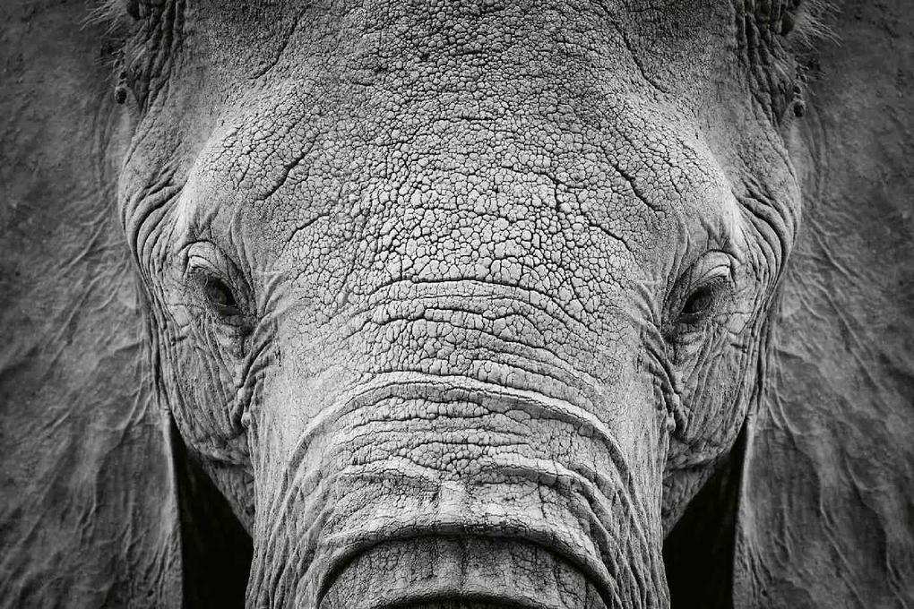DIMEX | Samolepicí vliesová fototapeta na zeď Slon africký MA-5-0484 | 375 x 250 cm | bílá, černá