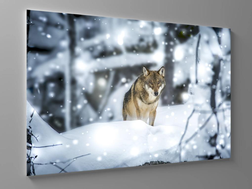 Liox Obraz vlk v zimě Rozměr: 90 x 60 cm