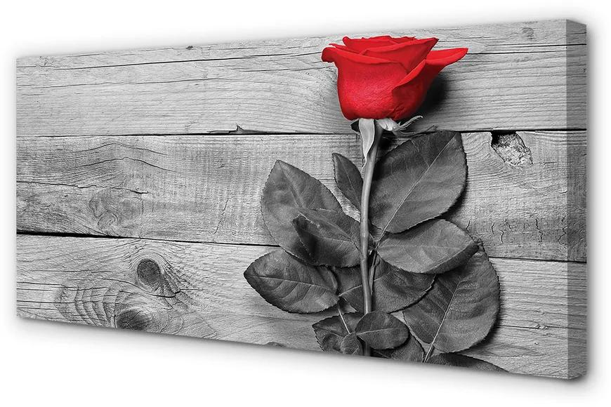 Obrazy na plátně Růže 100x50 cm