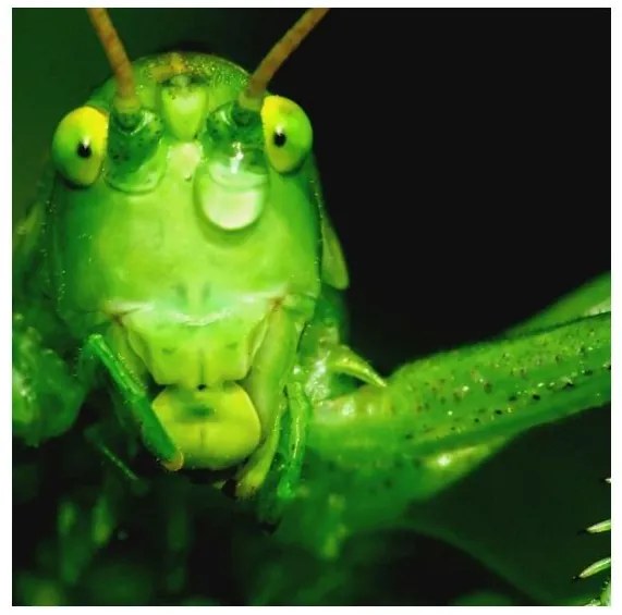 Obraz zelené kobylky  (30x30 cm), 40 dalších rozměrů
