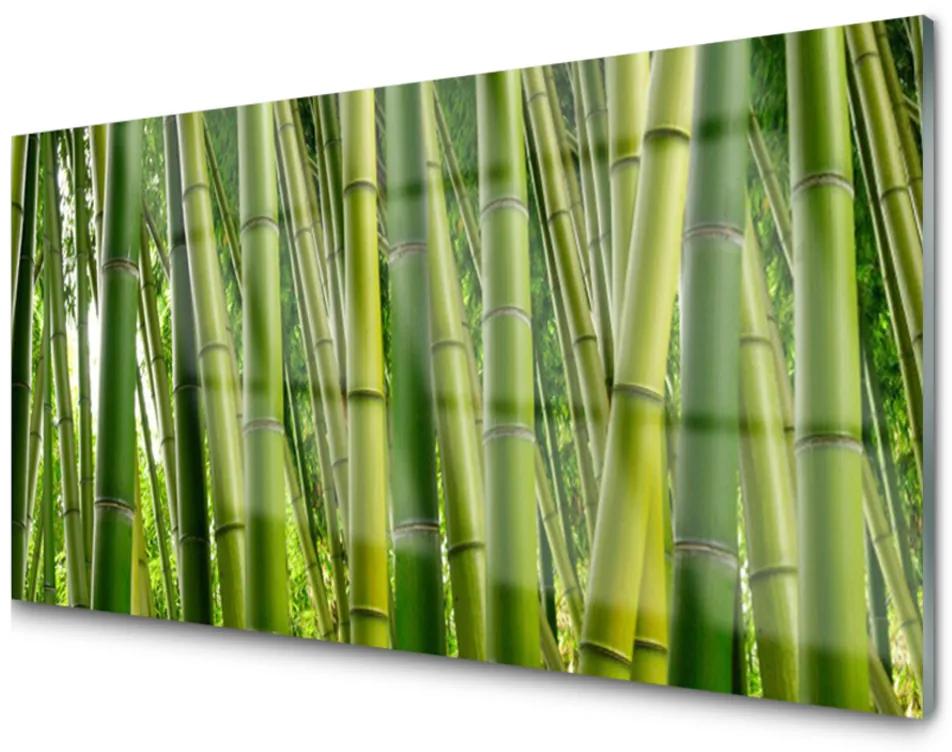 Skleněný obraz Bambusový Les Bambusové Výhonky