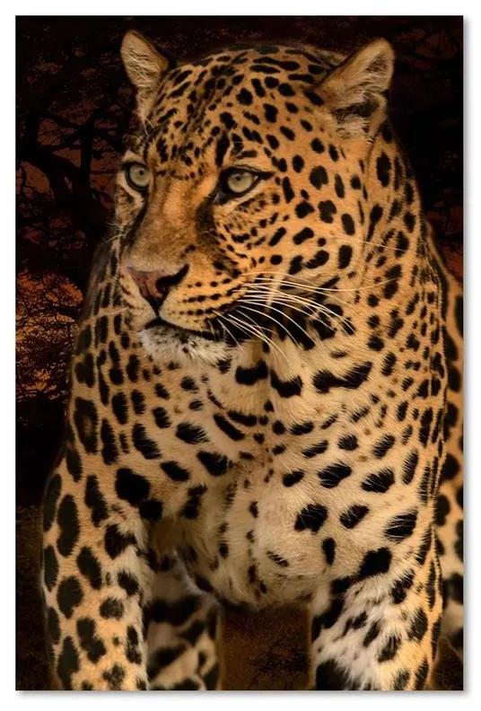 Gario Obraz na plátně Leopardí fotografie na černém pozadí Rozměry: 40 x 60 cm
