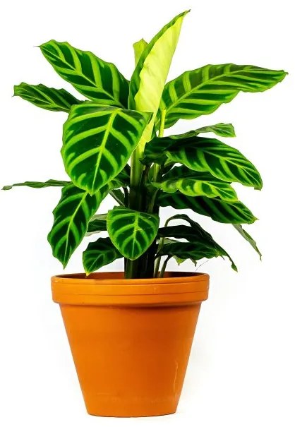 Calathea zebrina, průměr 14 cm