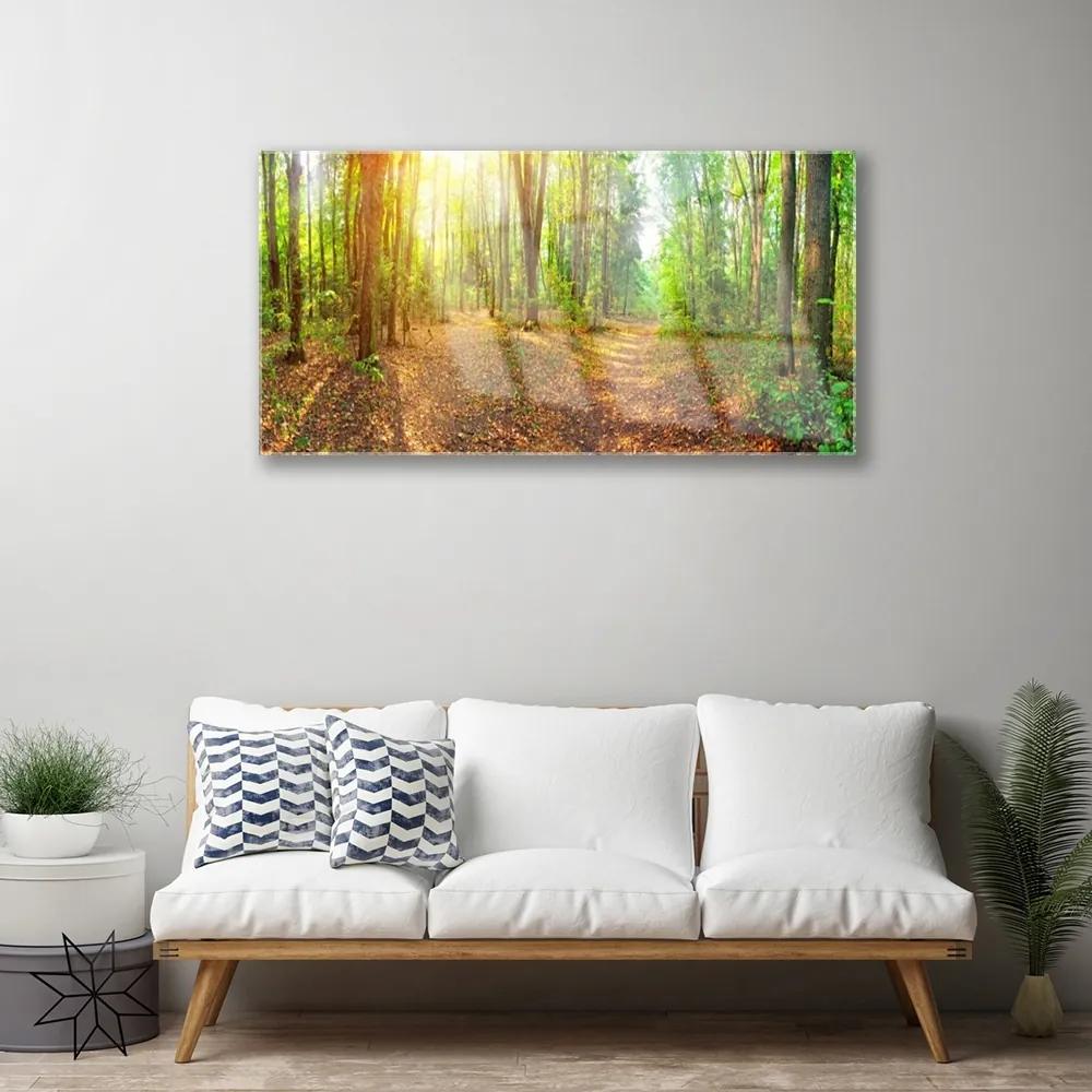 Obraz na skle Slunce Příroda Lesní Stezka 100x50 cm