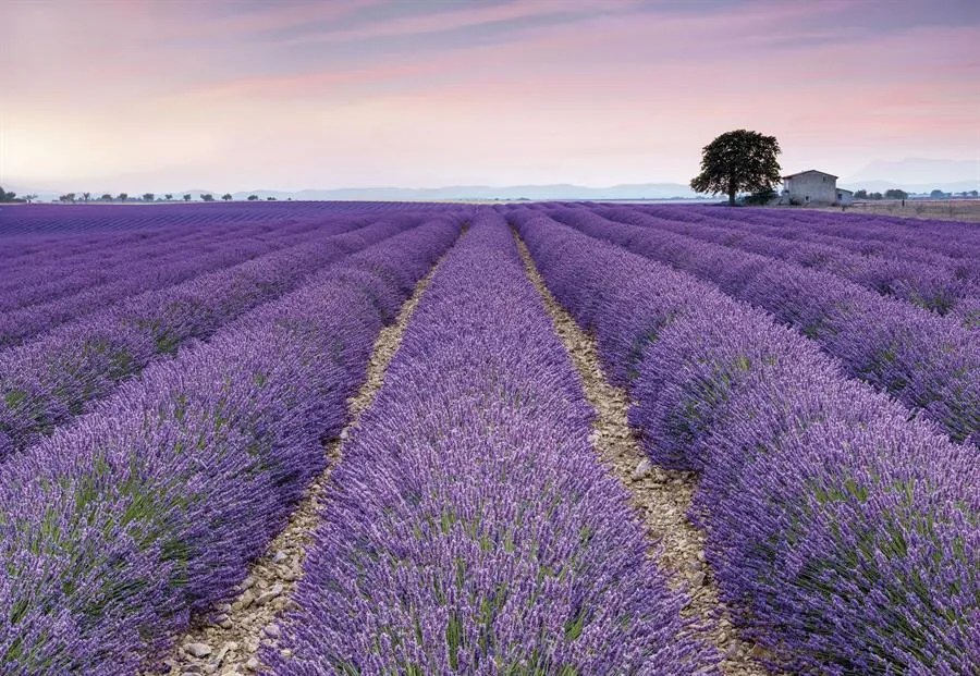 Komar Čtyřdílná vliesová fototapeta Provence, 368x248cm, XXL4-036