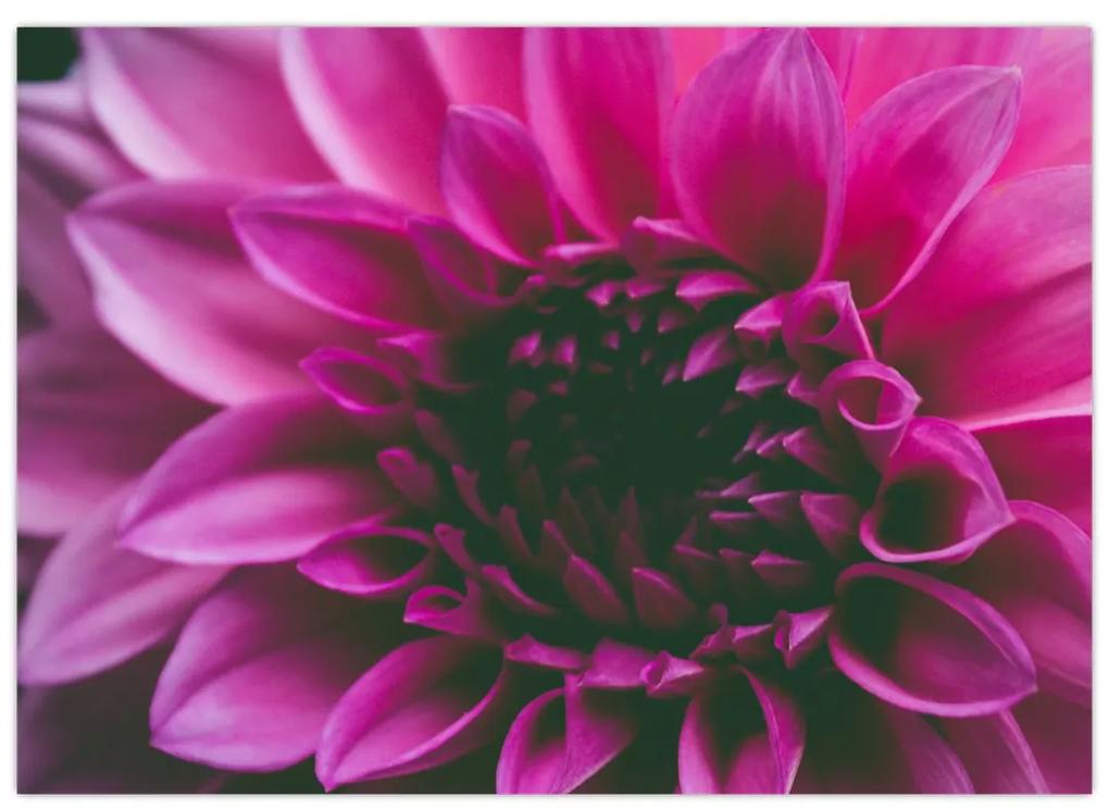 Skleněný obraz růžového květu (70x50 cm)