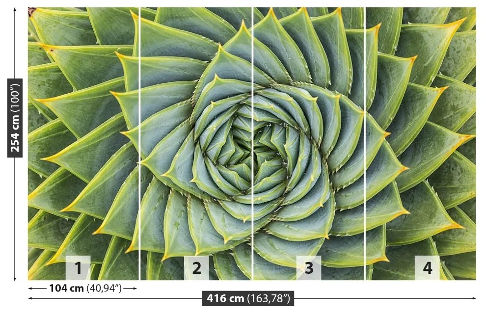 Fototapeta Aloe Symmetry 104x70