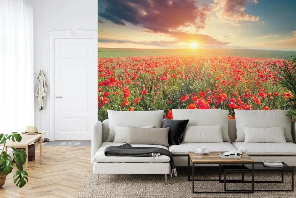 Fototapeta Poppy Field Hladký vinyl 254x184