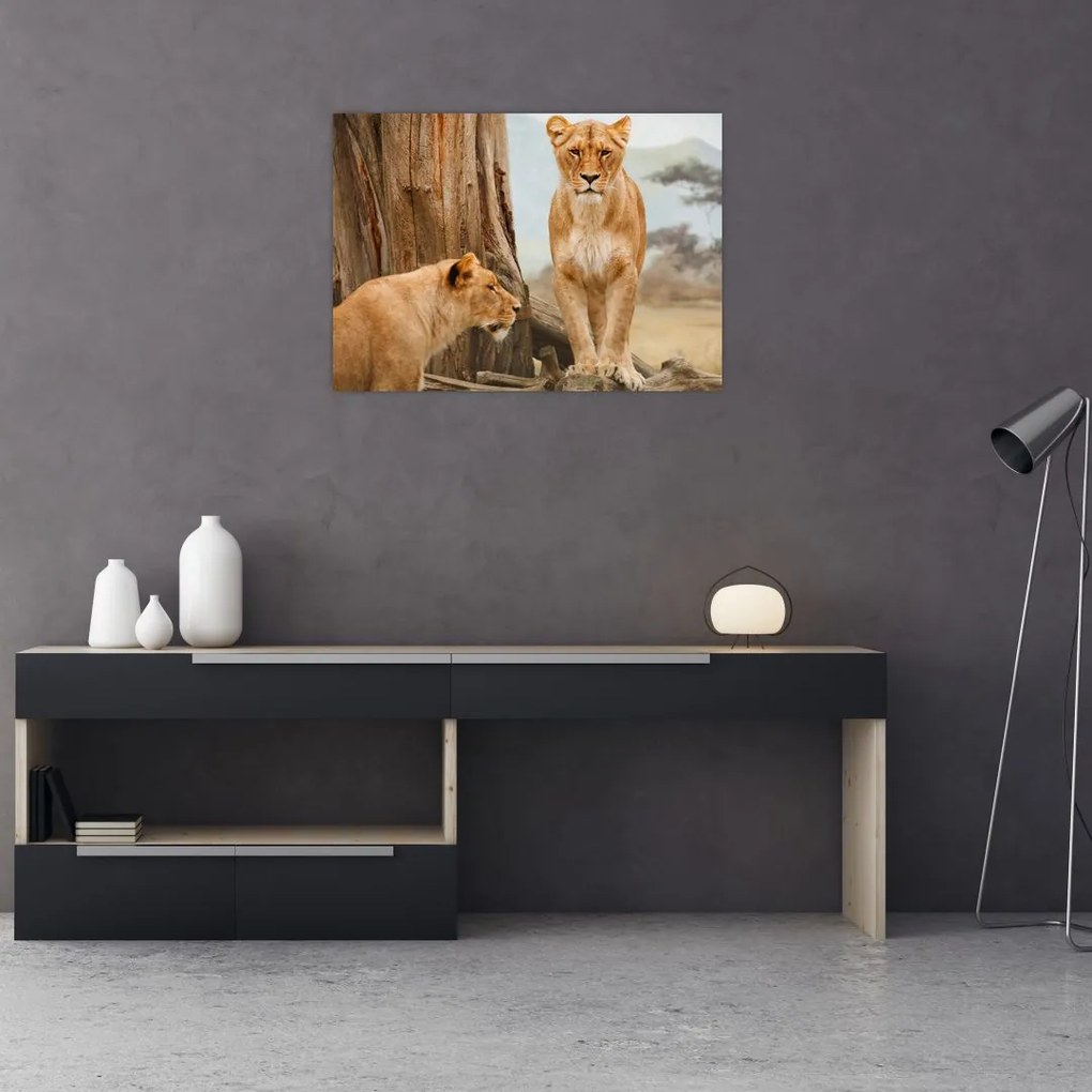 Skleněný obraz - dvě lvice (70x50 cm)