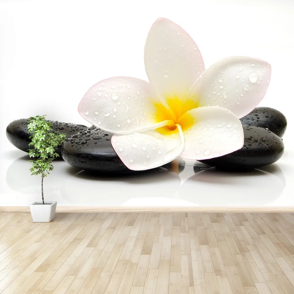 Fototapeta Plumeria Stones 104x70