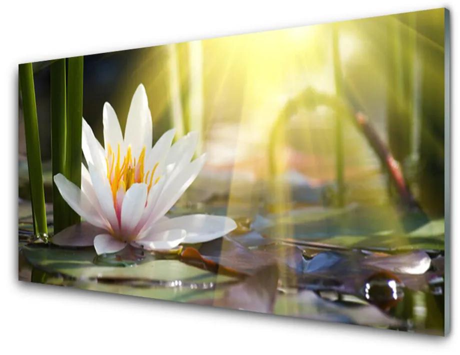Obraz na skle Vodní Lilie Slunce Rybník 125x50 cm