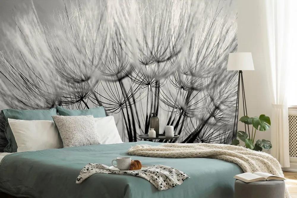 Tapeta rozkvetlá pampeliška černobílá - 450x300 cm