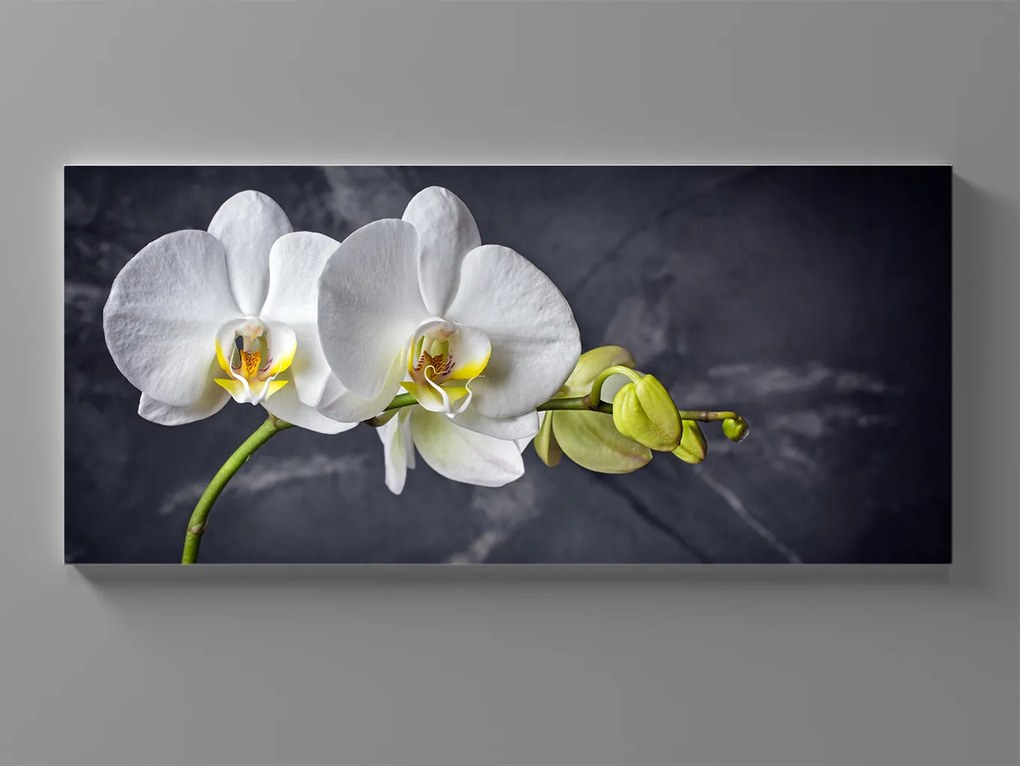 Bílá orchidej na černém pozadí Rozměr: 100 x 45 cm