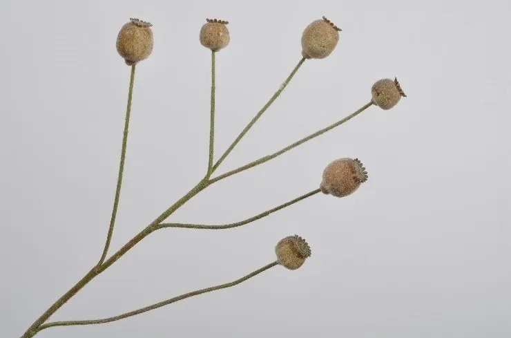 Umělá květina Silk-ka makovice pupen zelený 79cm