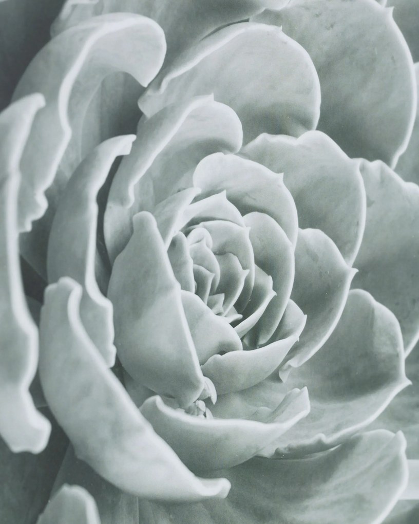 Obraz Succulents I 40x50xcm