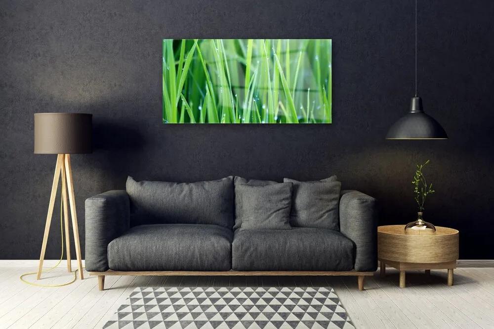 Obraz na skle Tráva Kapky Rostlina Příroda 140x70 cm