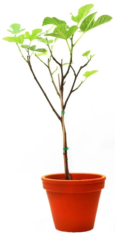 Pokojová rostlina Ficus carica, průměr 21 cm Fíkovník smokvoň