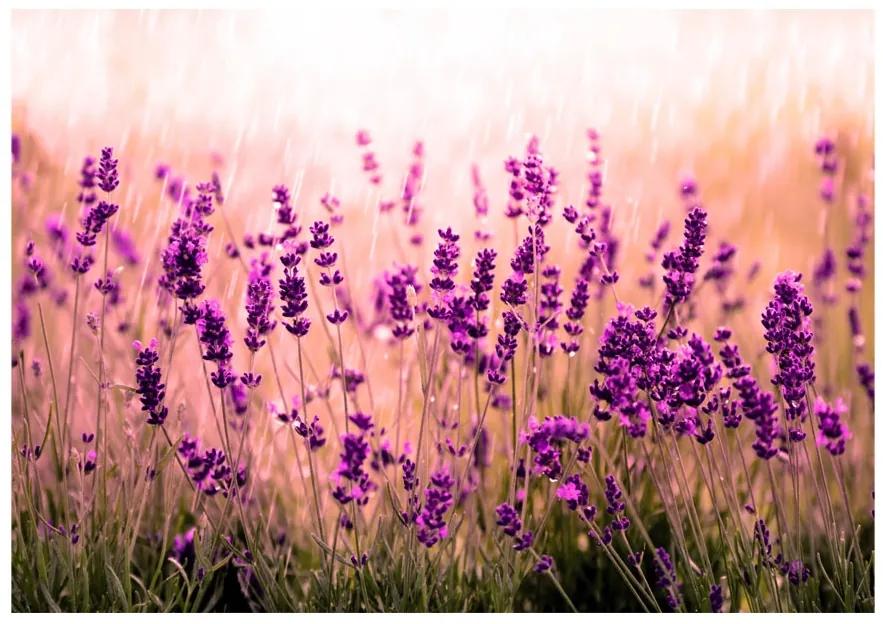 Fototapeta - Lavender in the Rain
