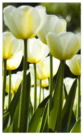 DIMEX | Vliesová fototapeta na zeď Bílé tulipány MS-2-0127  | 150 x 250 cm | žlutá, zelená, bílá