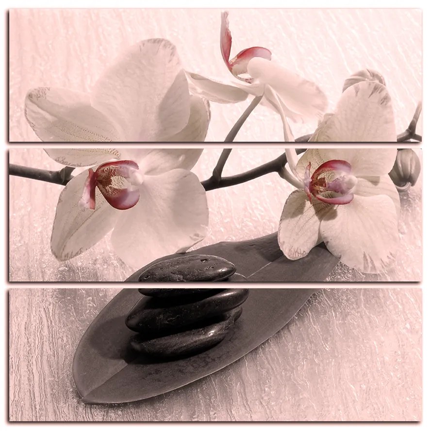 Obraz na plátně - Květy orchideje - čtverec 362FC (105x105 cm)