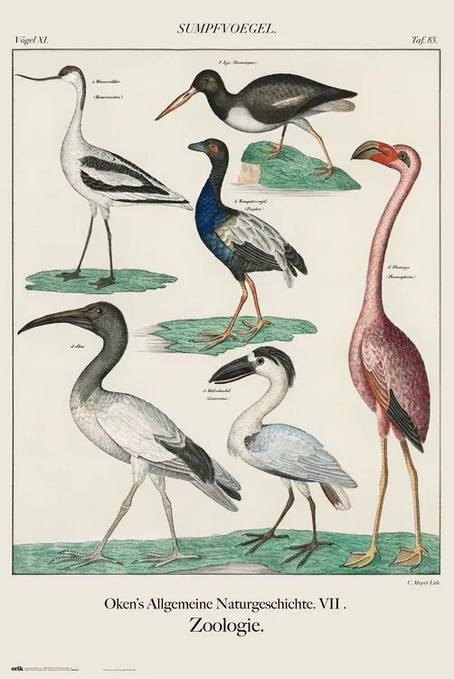 Plakát, Obraz - Vintage Birds, (61 x 91.5 cm)