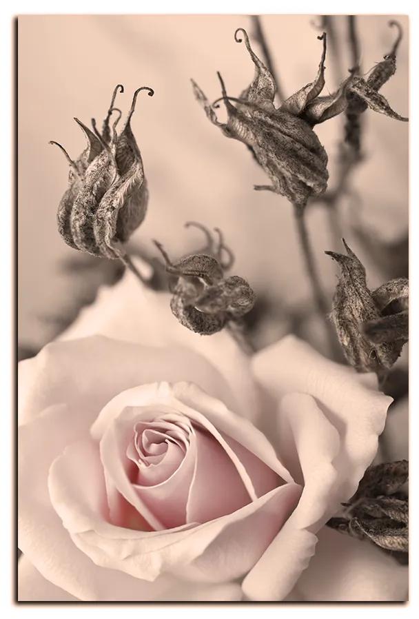 Obraz na plátně - Růže a uschlé rostliny - obdélník 7225FA (90x60 cm  )