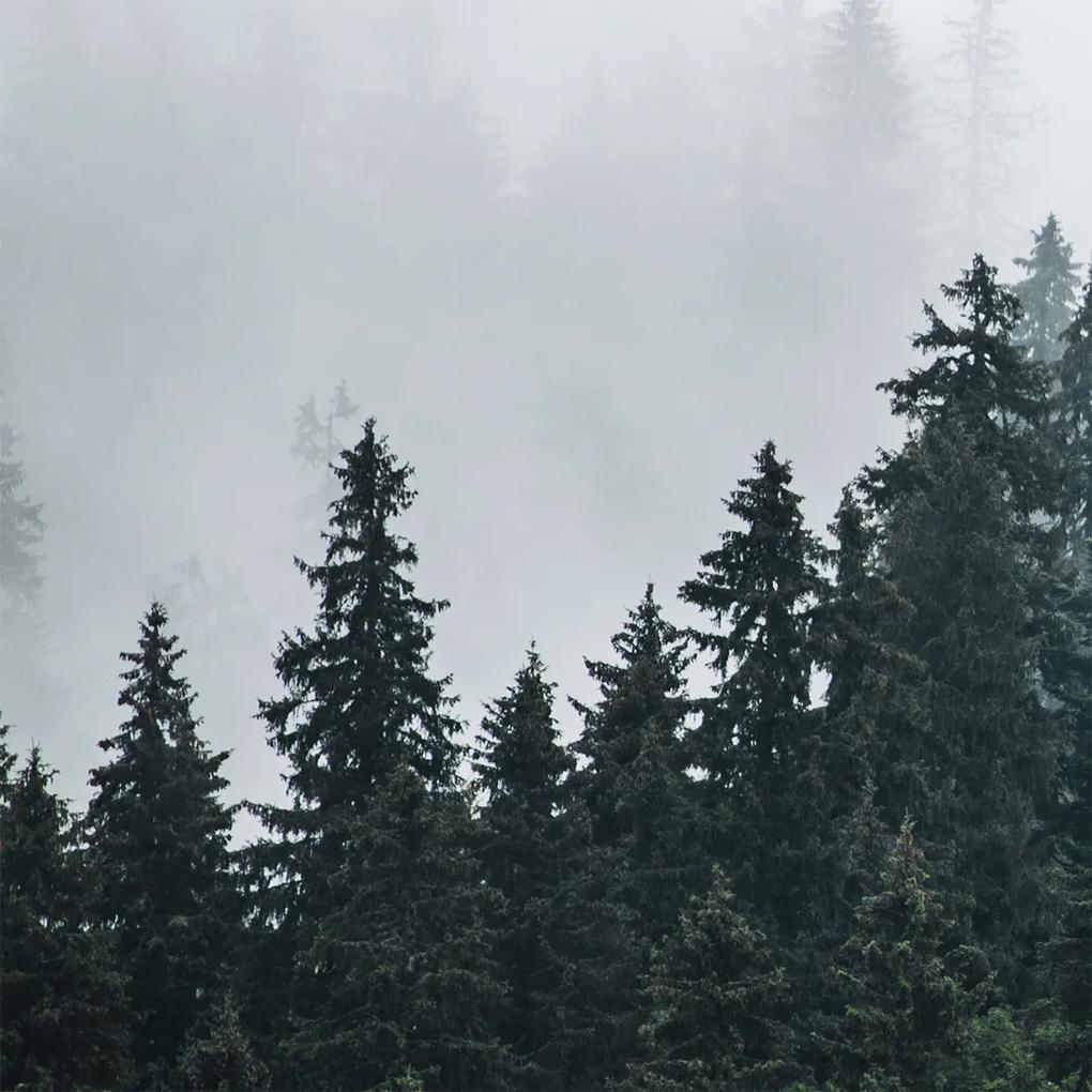 Malvis Tapeta les v mlze Vel. (šířka x výška): 216 x 140 cm